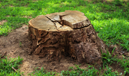 Stump Removal Services - Hawthorne, NJ | Green Star Tree Experts