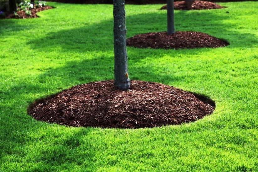 Mulching Installations Hawthorne Nj Green Star Tree Experts